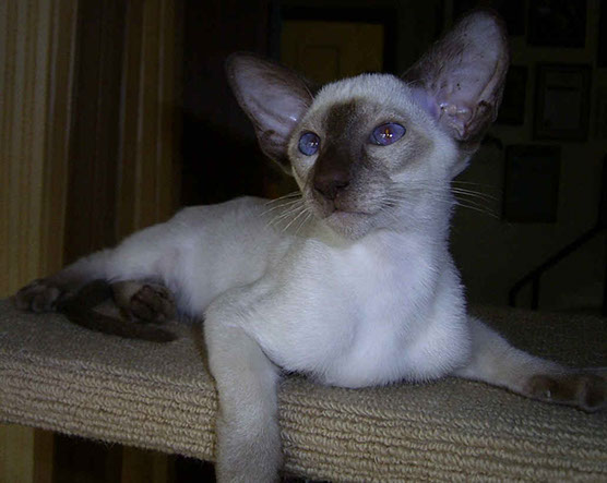 Siamese